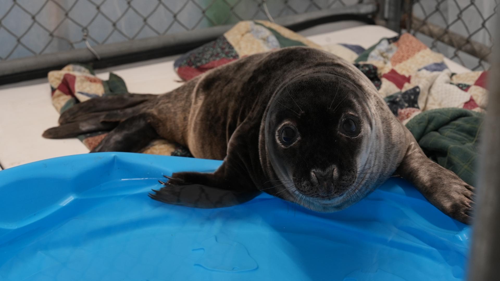 Mild winter cause of increase in seal rescues, experts say | wltx.com