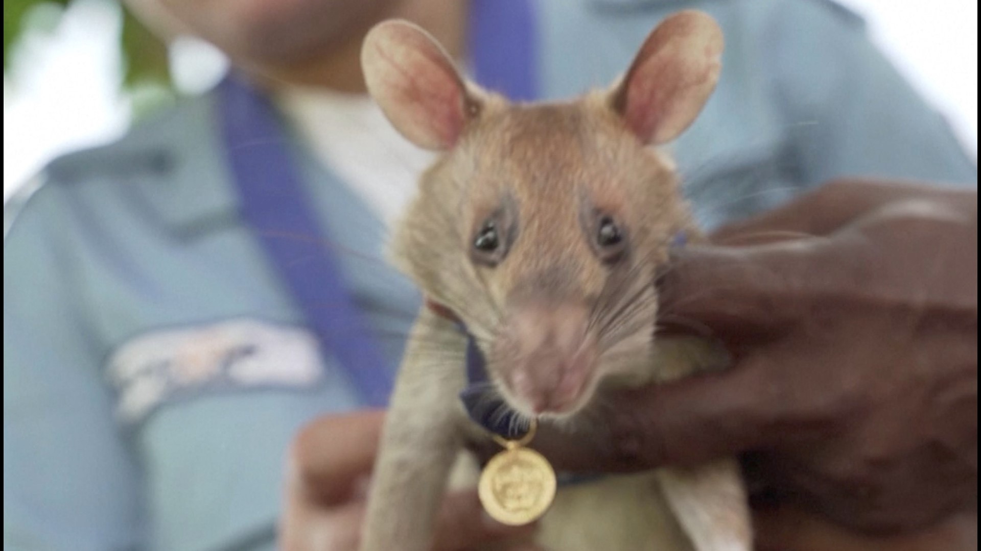 Giant African pouched rat Magawa awarded PDSA’s Gold Medal | wltx.com Giant African pouched rat Magawa awarded PDSA’s Gold Medal | wltx.com