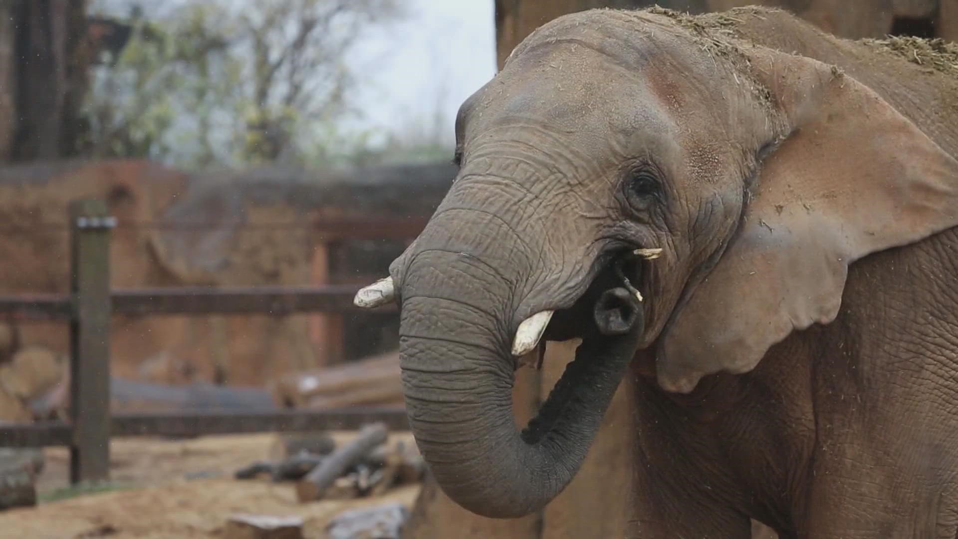 Zoo Knoxville's elephants moving to an animal sanctuary | wltx.com