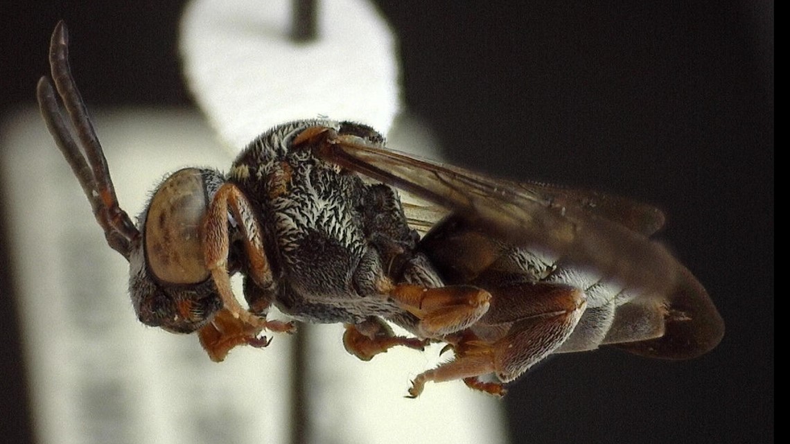 Scientists discover new bee species in Great Smoky Mountains National ...