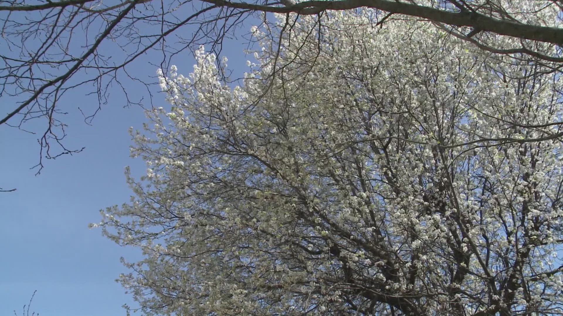 Cut one, get one: Free native trees offered in exchange for Bradford ...