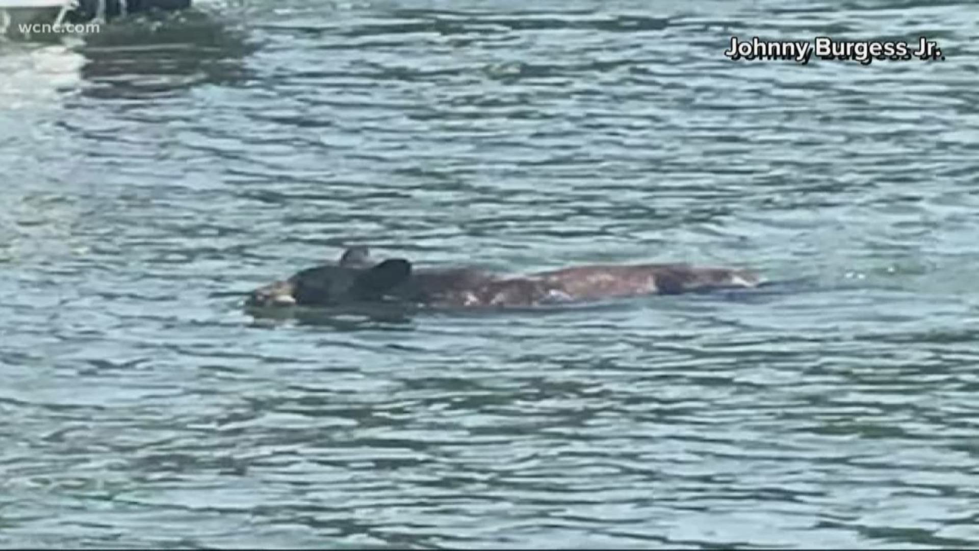 Black Bear Spotted Swimming in South Carolina Lake | wltx.com