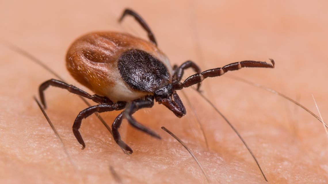 Tick bites: Separating facts from myths to prevent illness | VERIFY ...