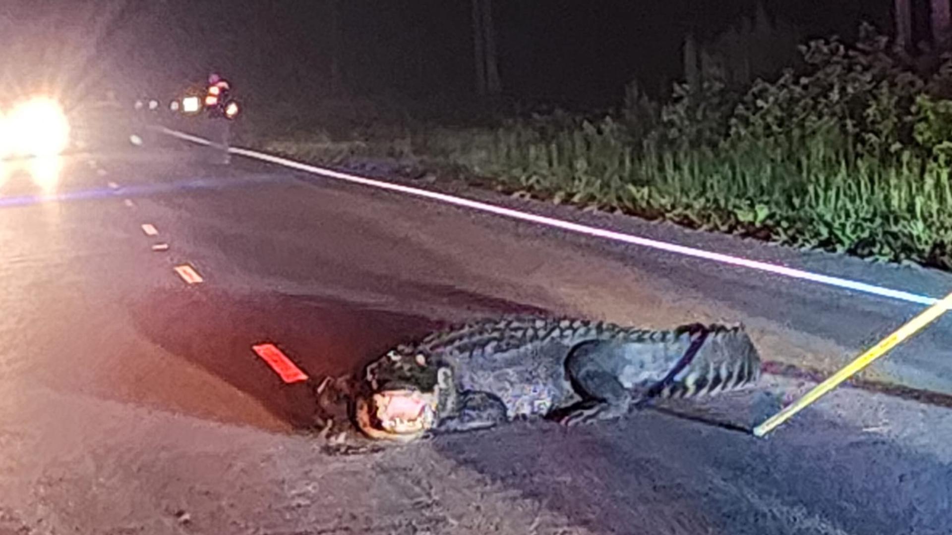 Big alligator blocking Brunswick County road moved by fire rescue ...