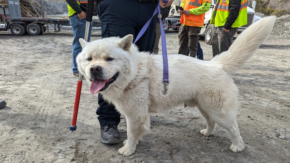 Zeus the dog rescued from Vulcan Materials quarry in Charlotte | wltx.com