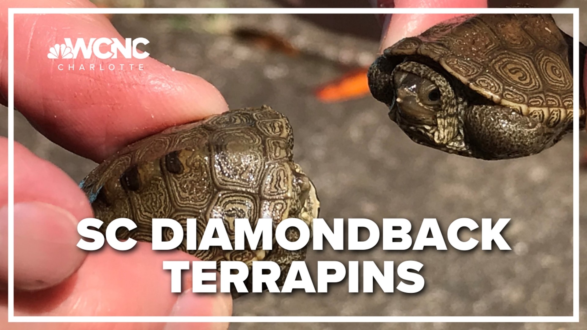 SDNR asking public to report diamondback terrapin sightings | SC | wltx.com