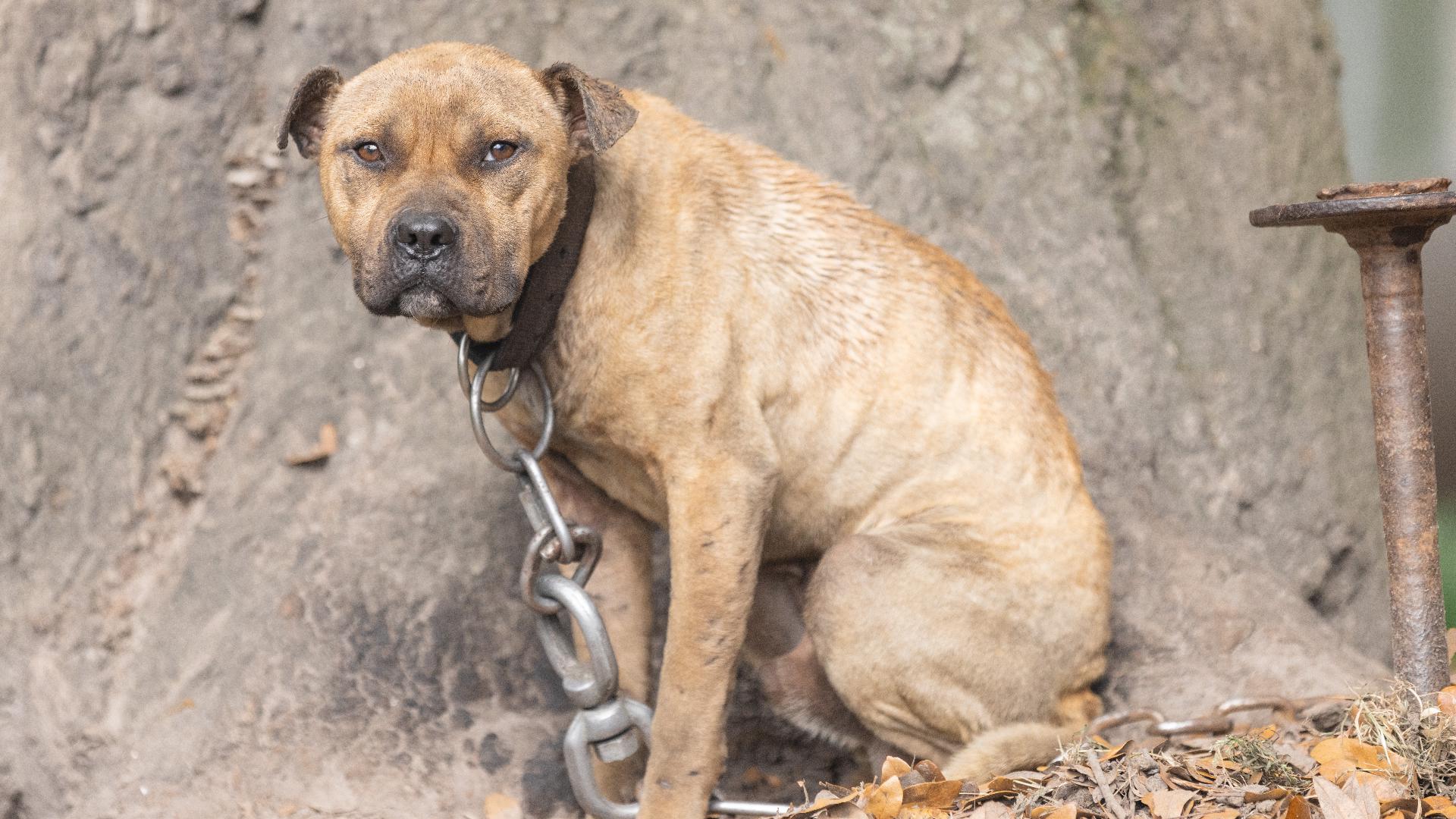 Law enforcement cracking down on illegal dogfighting: 'We will find you ...