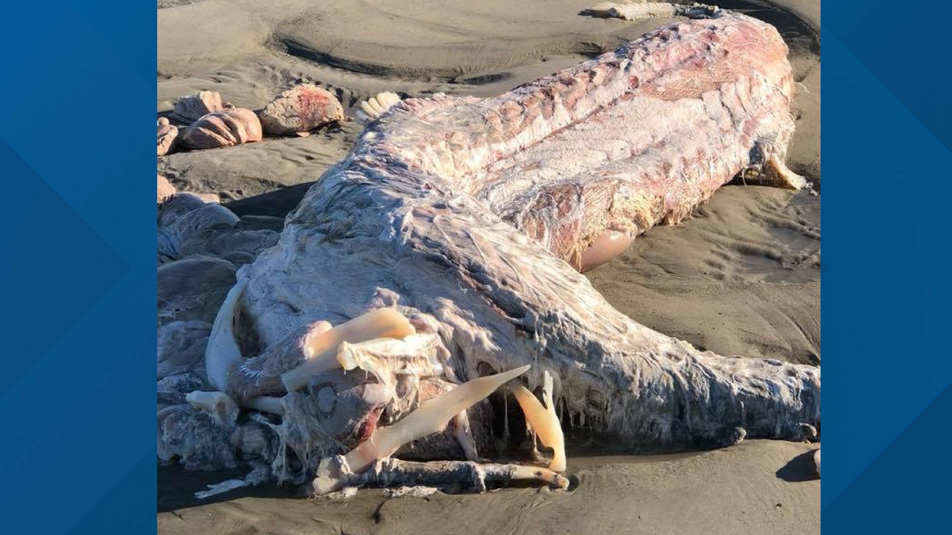 Decomposed shark washes up on Higgins Beach in Scarborough | wltx.com