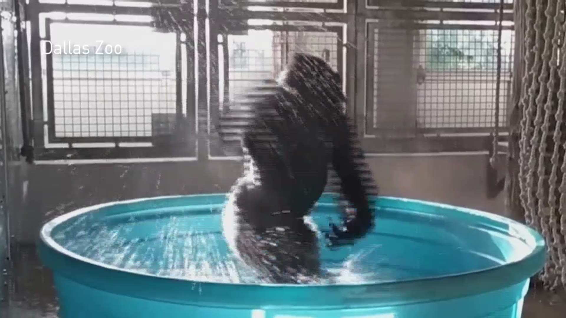Gorilla dances like no one's watching at Dallas Zoo | wltx.com