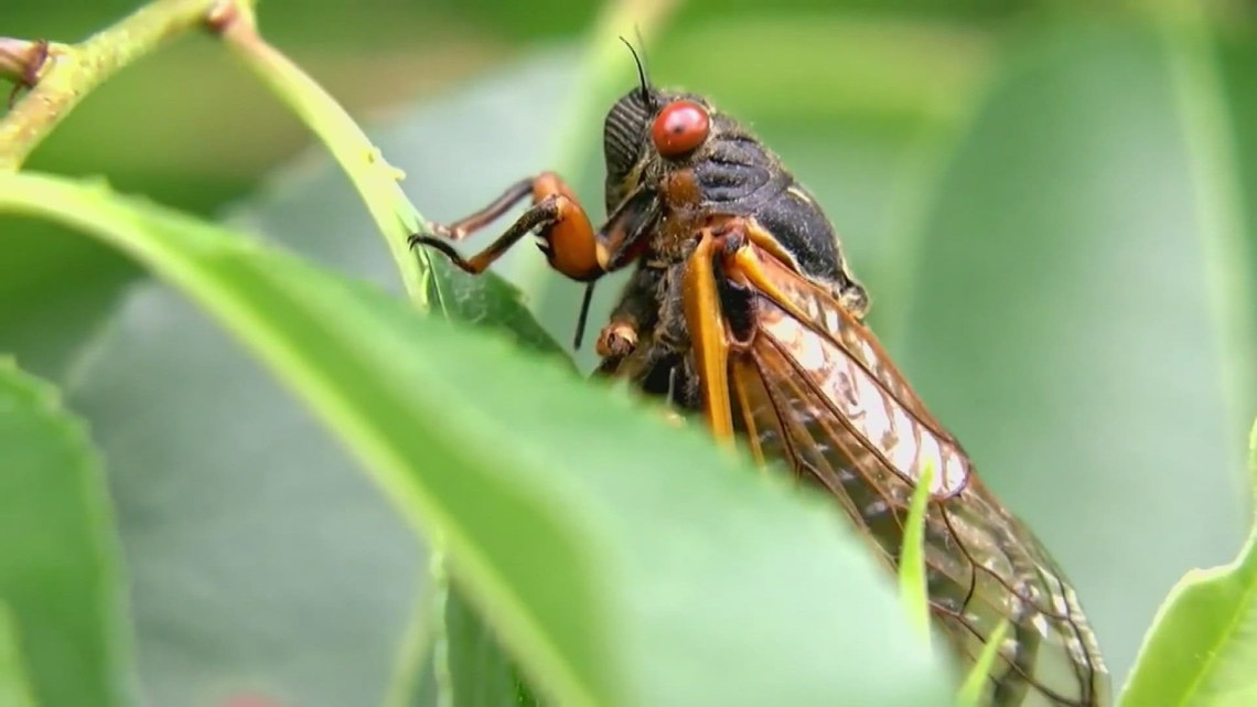 What predators do cicadas have? Here's what experts say. | wltx.com