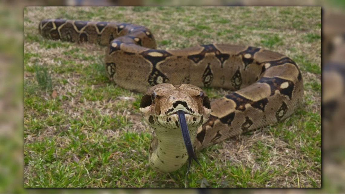 7-Foot-Long Boa Constrictor Named ‘Abaddon’ Escapes Burlington Home ...