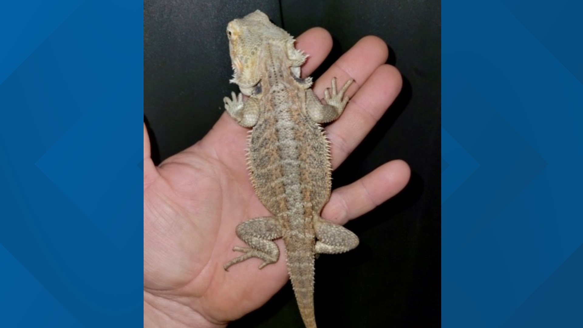 Bearded dragons found with missing toes, 2 facing animal cruelty | wltx.com