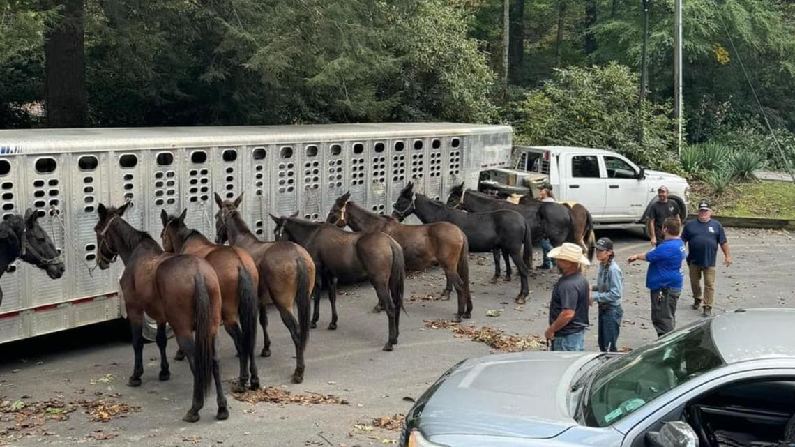 Mules carrying supplies to Helene victims in NC mountains | wltx.com