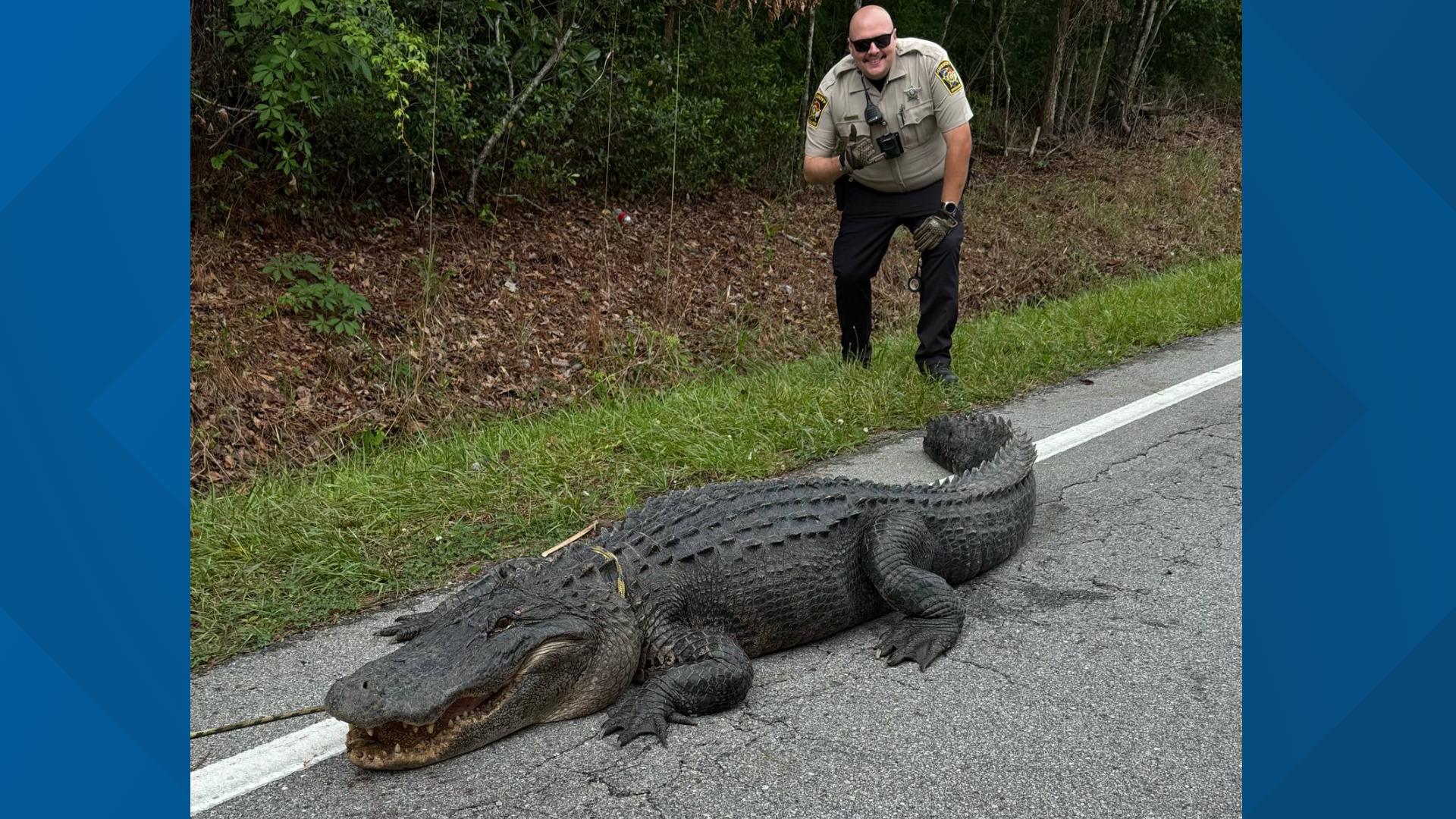 Pepe the Gator blocks traffic in Onslow County, North Carolina | wltx.com