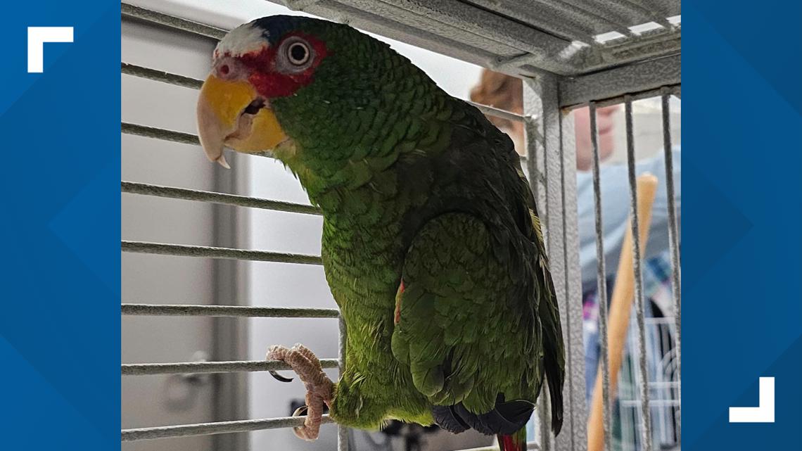 Profanity-prone parrot, Pepper, up for adoption at Niagara SPCA | wltx.com