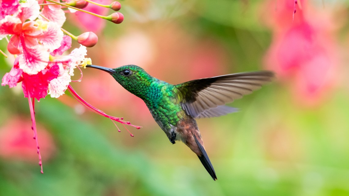 Hummingbird migration: Where are they now? | wltx.com