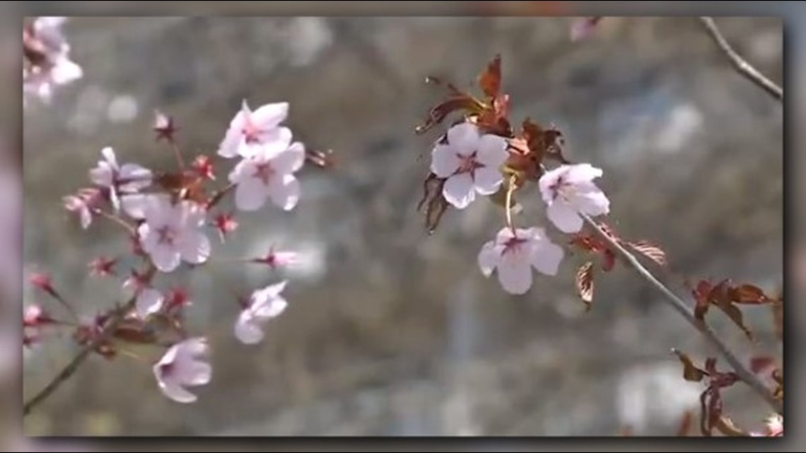 Find out where Northeast Ohio has Cherry Blossoms in full bloom | wltx.com