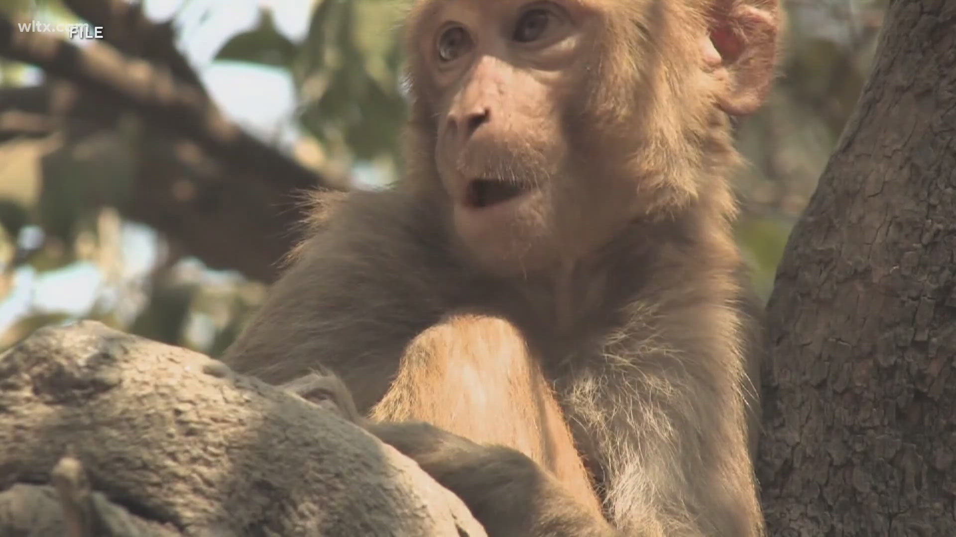South Carolina facility warned after 22 Monkeys found dead | wltx.com