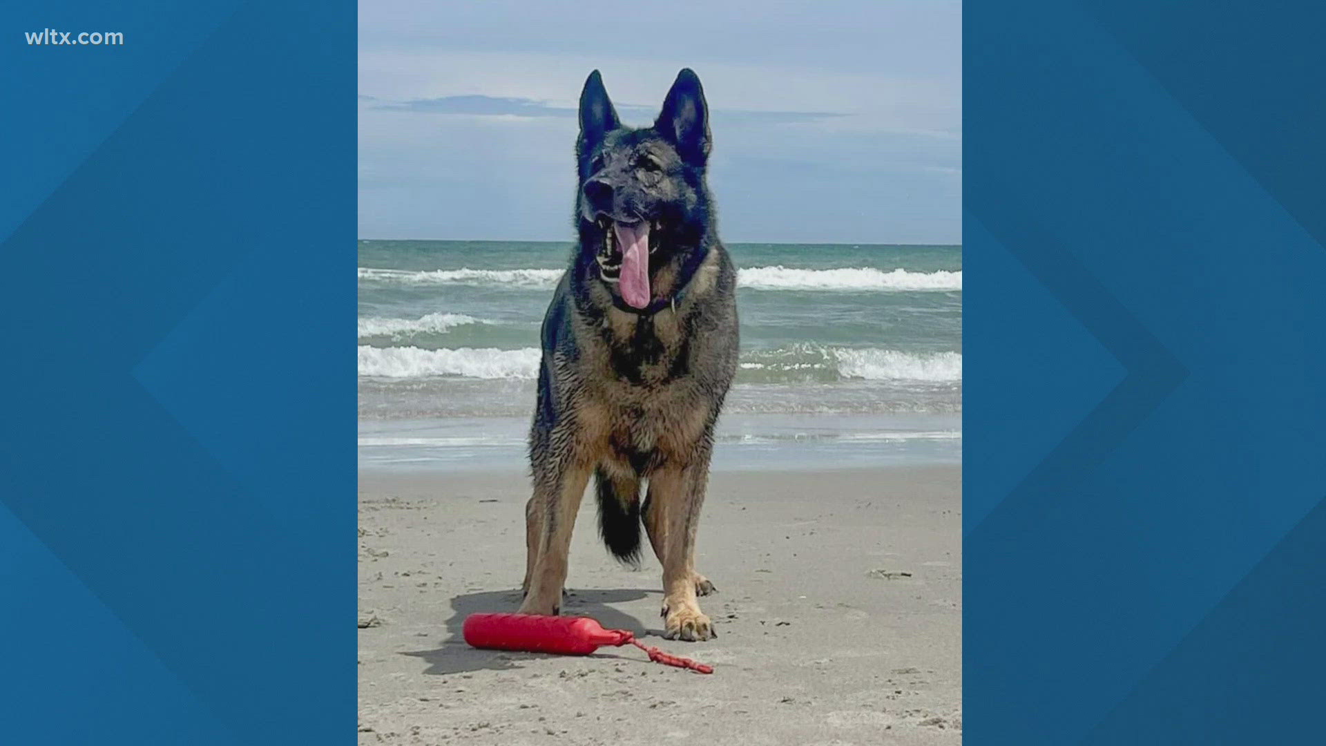 Sumter County mourns beloved retired K-9 Officer Tank | wltx.com