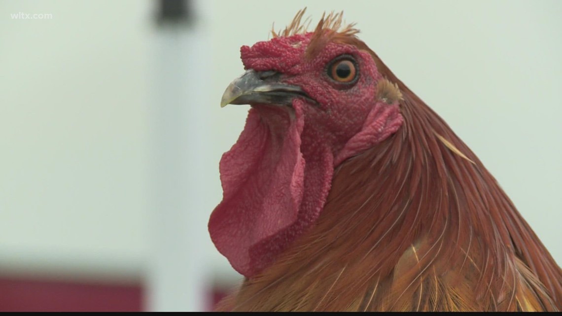 Sir Big Spur mascot at South Carolina will keep its name | wltx.com