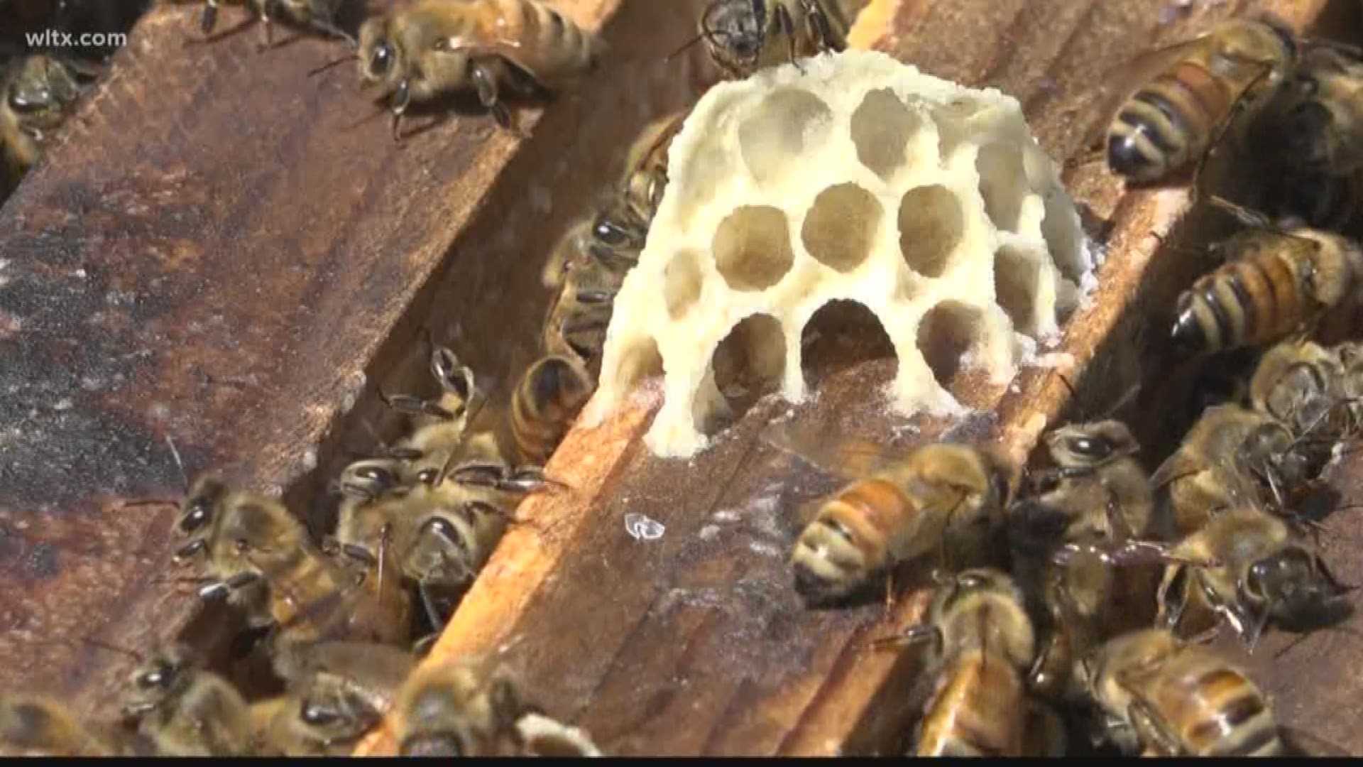 Lexington Honey Farmer Makes Bees His Passion | wltx.com