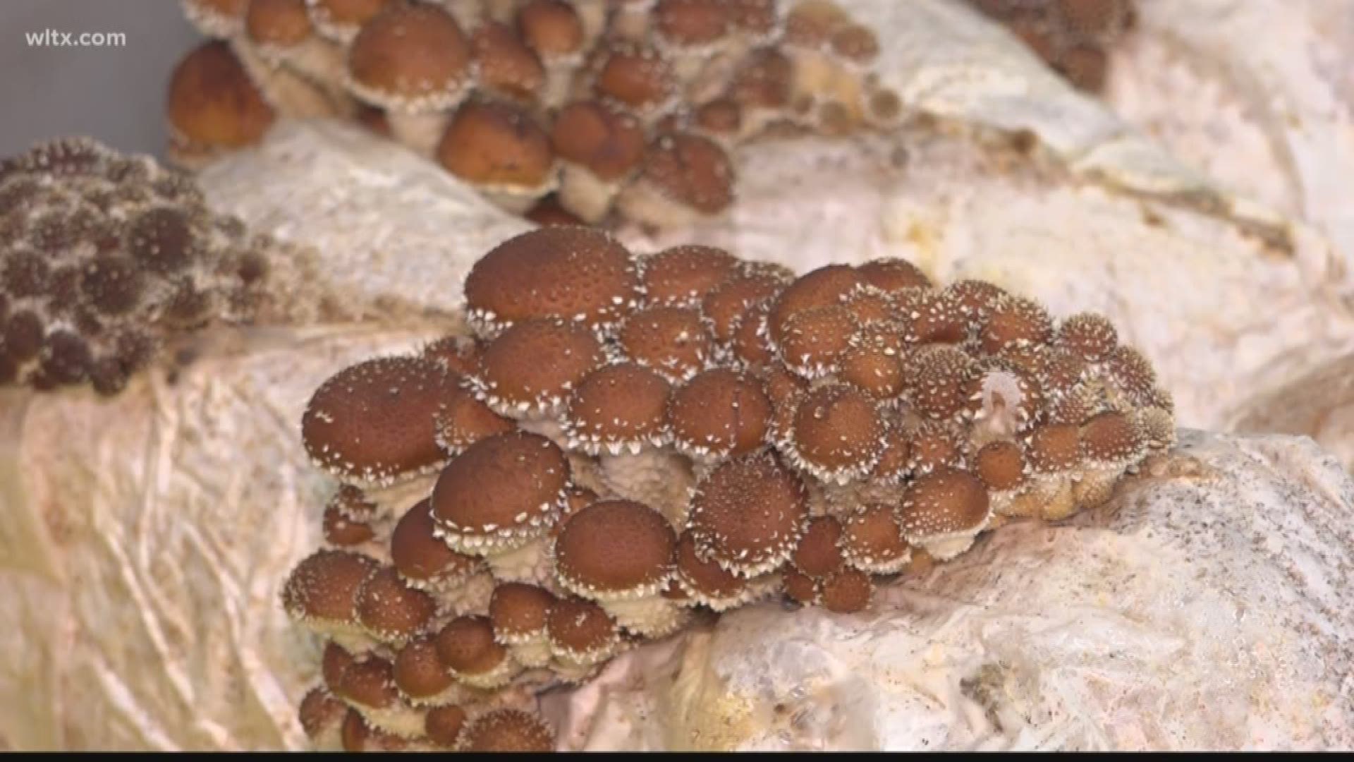 City Roots Grows Mushrooms, and It's Awesome! | wltx.com