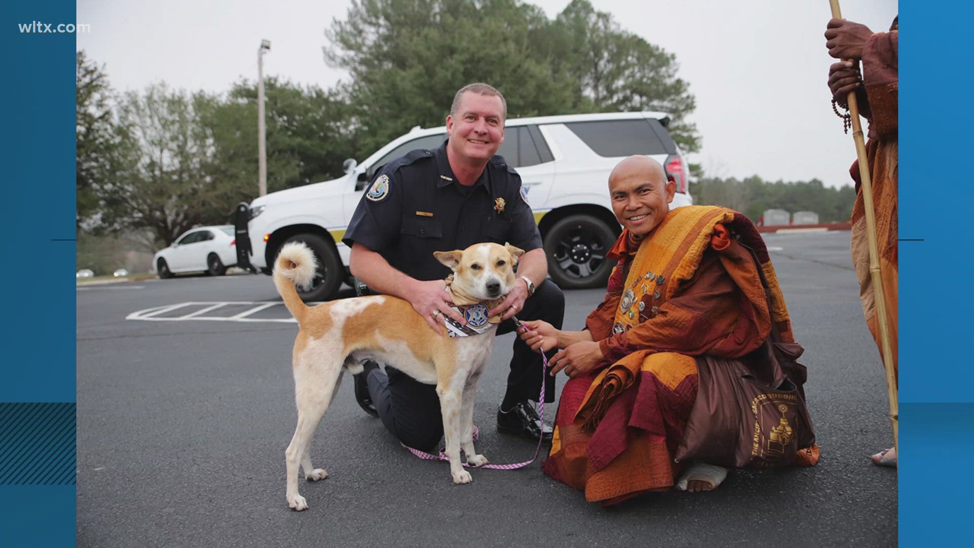 Aloka the Peace Dog out of surgery in Charleston, group says | wltx.com