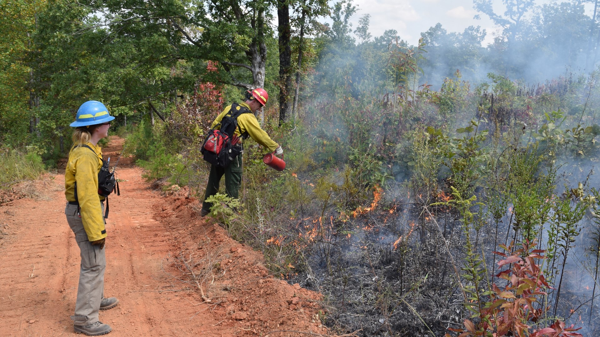 Prescribed burns to resume in SC national forests | wltx.com
