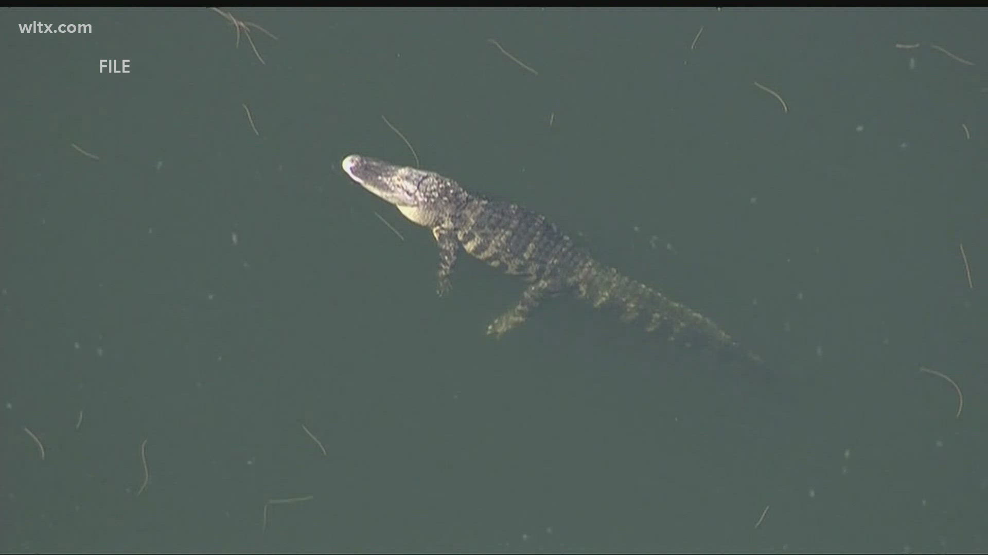 South Carolina woman fights alligator with tomato stake to save husband ...