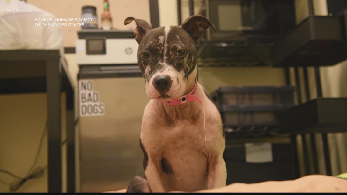 Update on dogs rescued from dog fighting ring | wltx.com