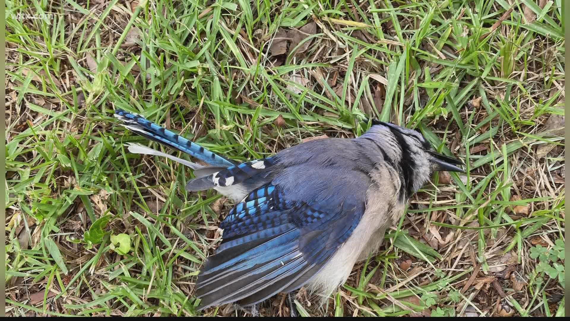 Techtronic Industries expanding in Anderson County, SC | wltx.com