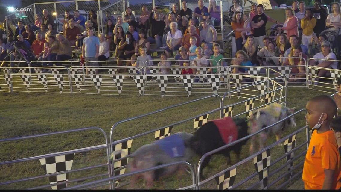 'NASCAR race with pigs:' Pig racing at the South Carolina State Fair ...