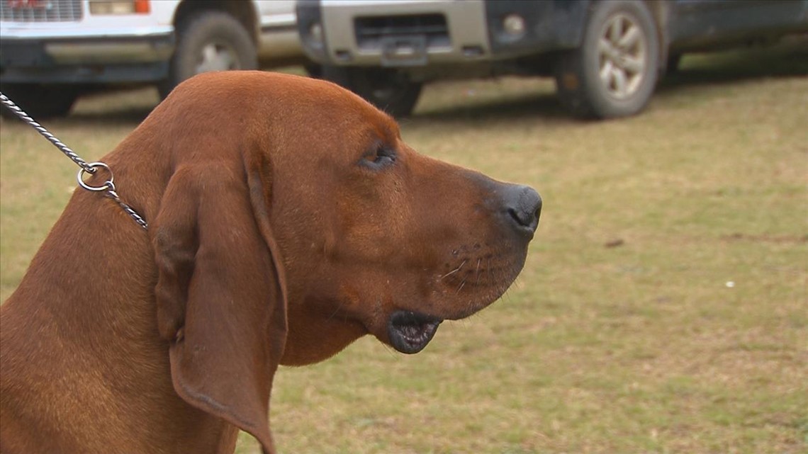 56th annual Grand American Coon Hunt to kick off | wltx.com