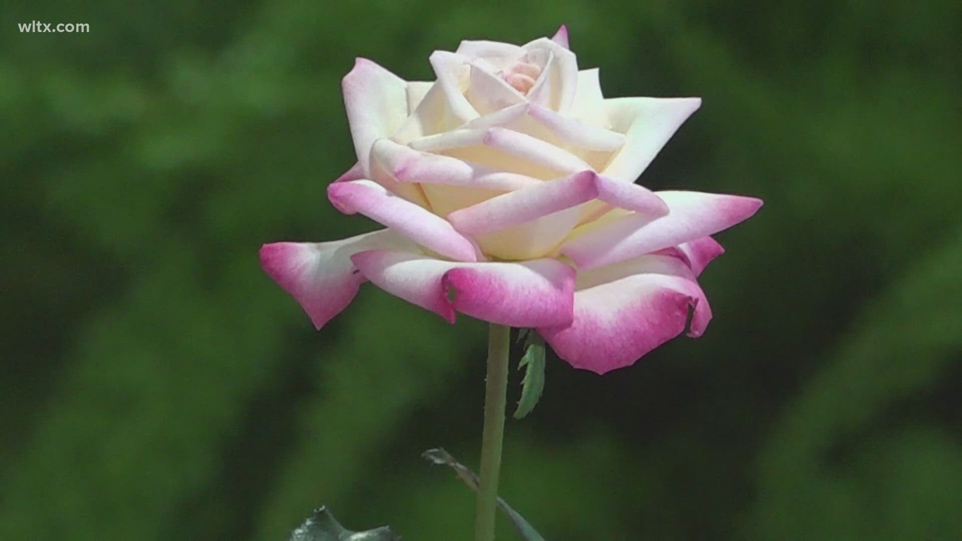 Dozens of colorful roses compete at South Carolina State Fair | wltx.com