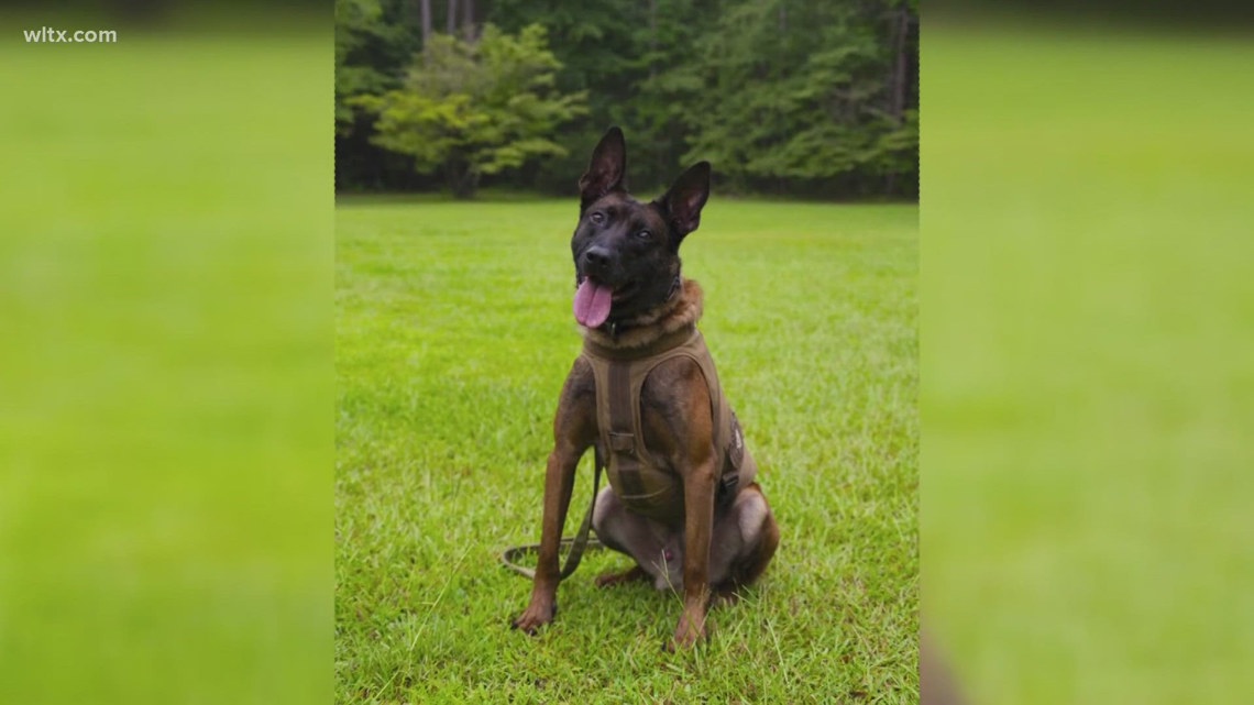 Man who shot SLED K9 Coba sentenced to more than 12 years in federal ...