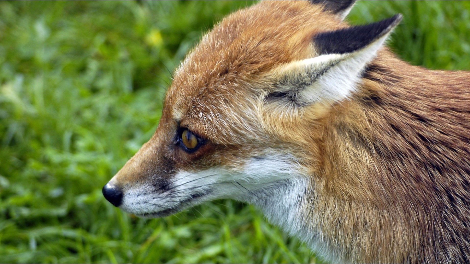 Rabid fox confirmed in Orangeburg after attacking person | wltx.com