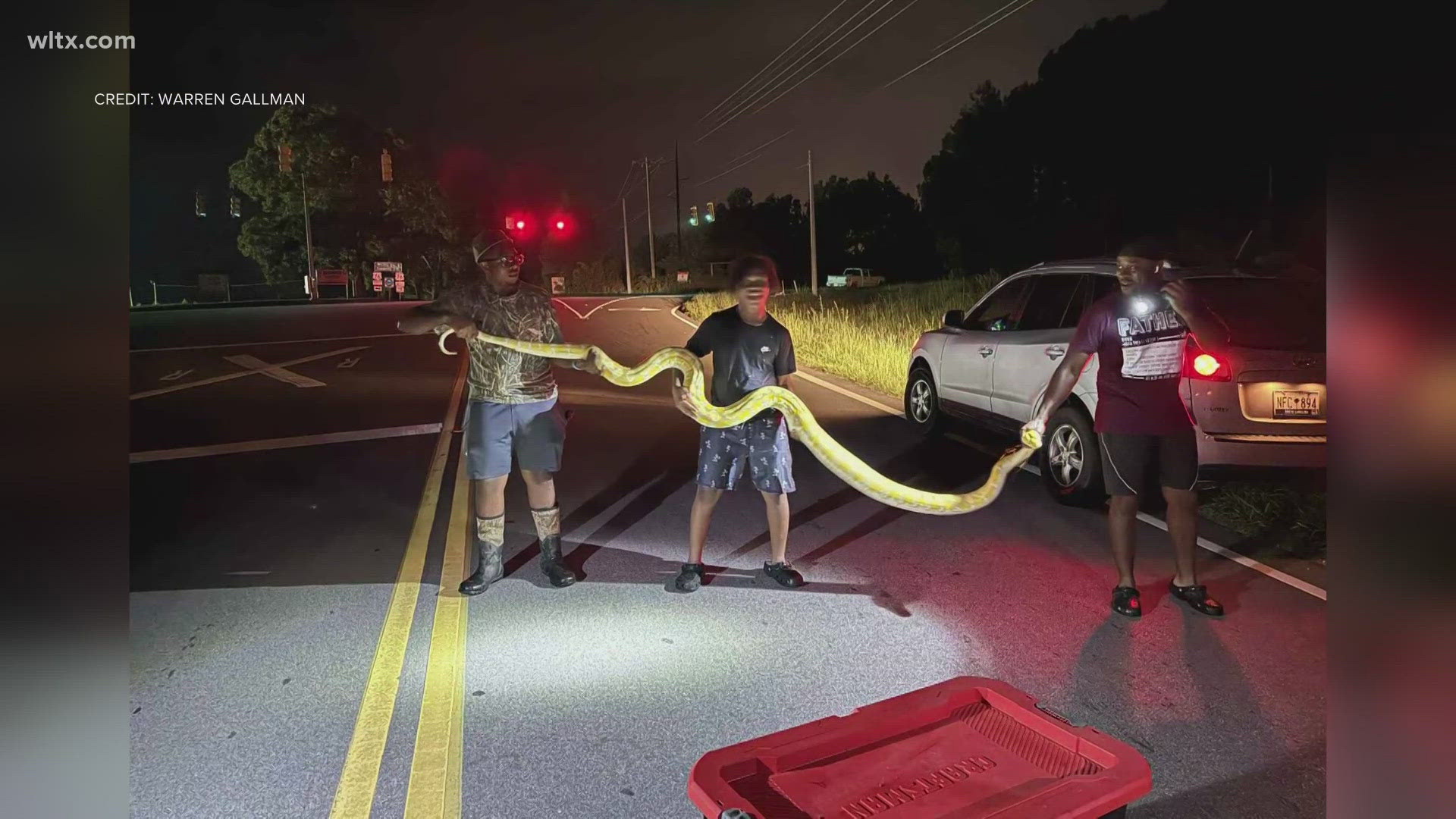 Large python captured in small South Carolina town | wltx.com