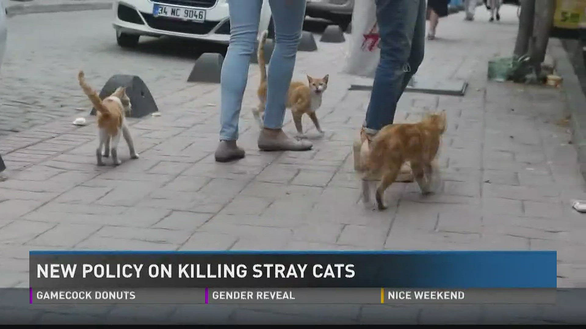 Lexington County Changing Policy on Killing Stray Cats | wltx.com