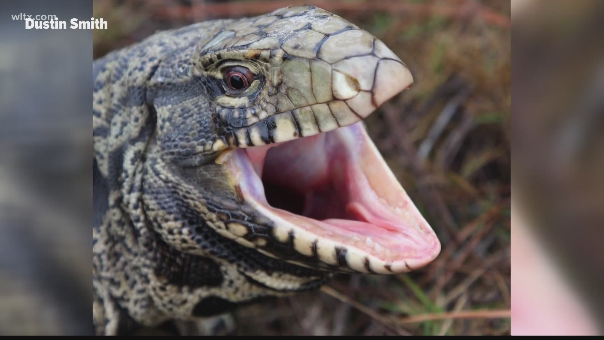 Tegu lizards spotted in Richland, Lexington counties | wltx.com