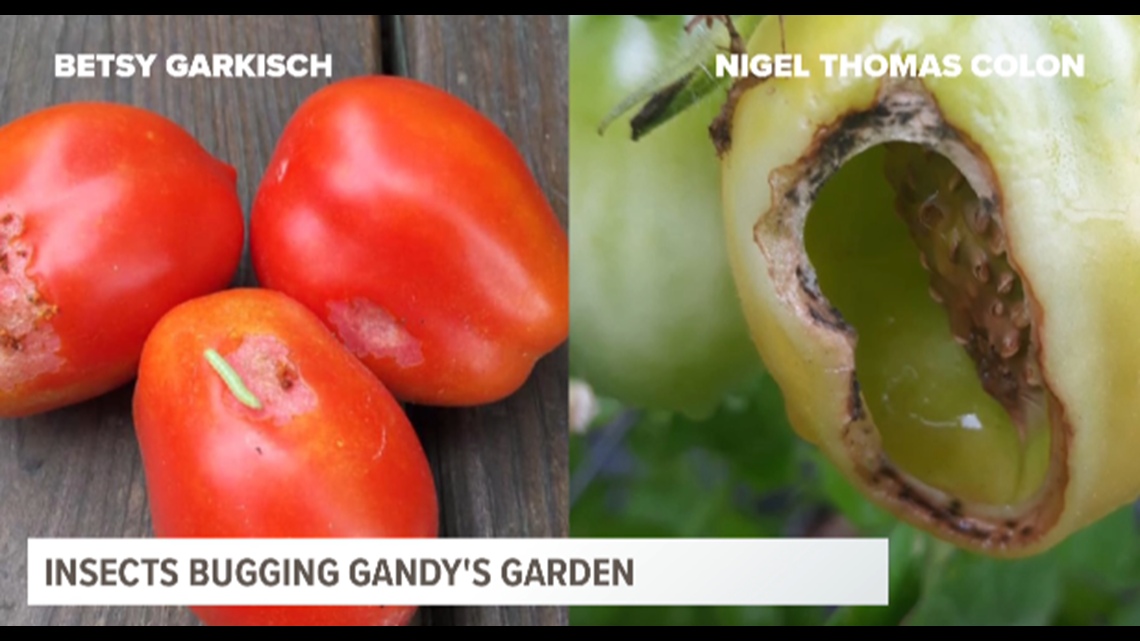 Common Mid-Summer pests in the garden | wltx.com