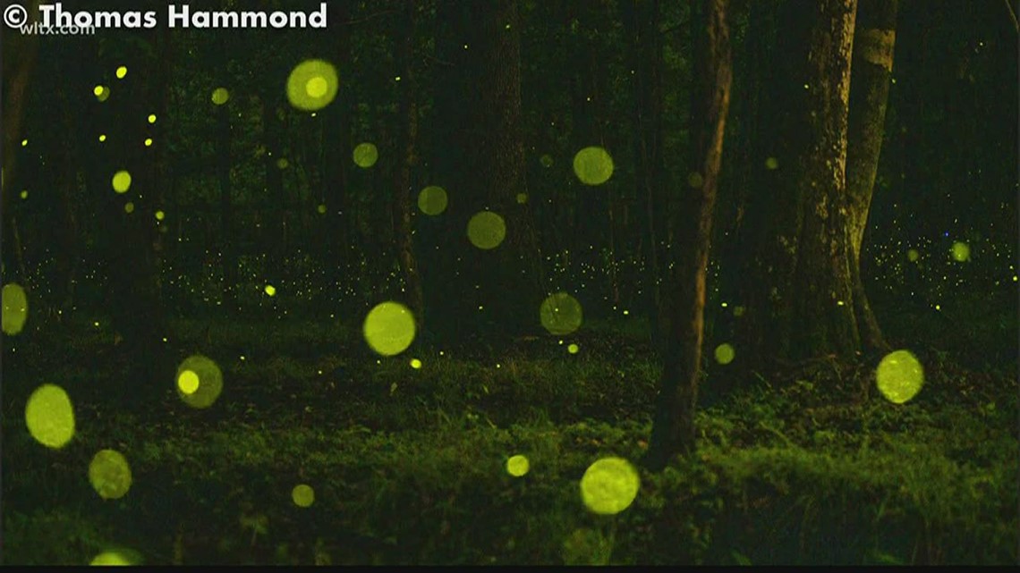Synchronous fireflies at the Congaree | wltx.com