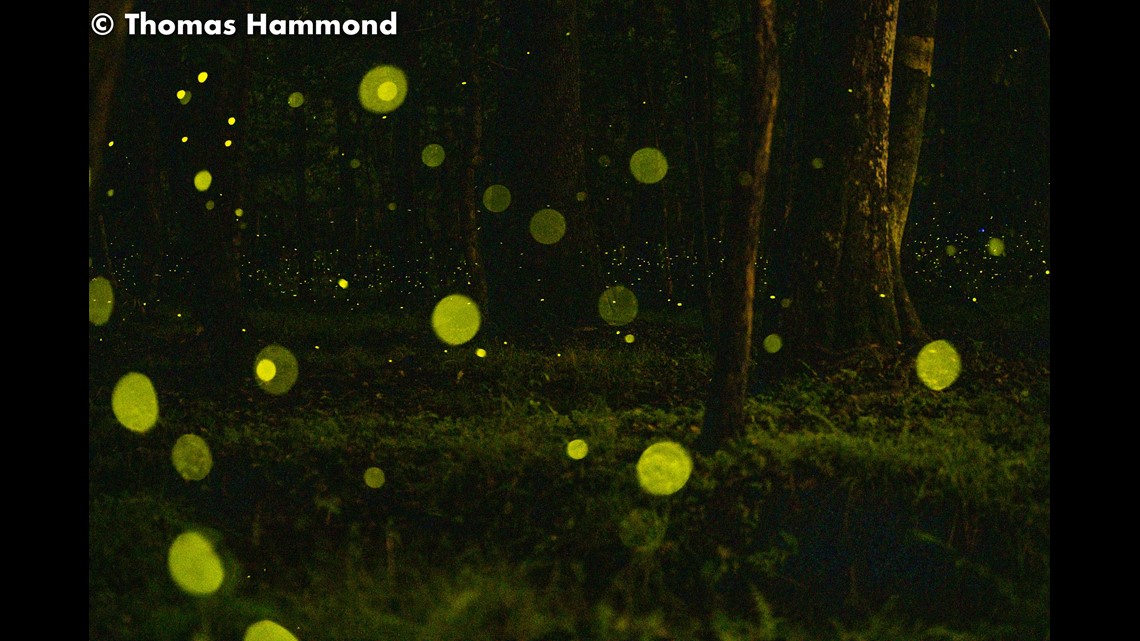 Studying Synchronous Fireflies at Congaree National Park | wltx.com