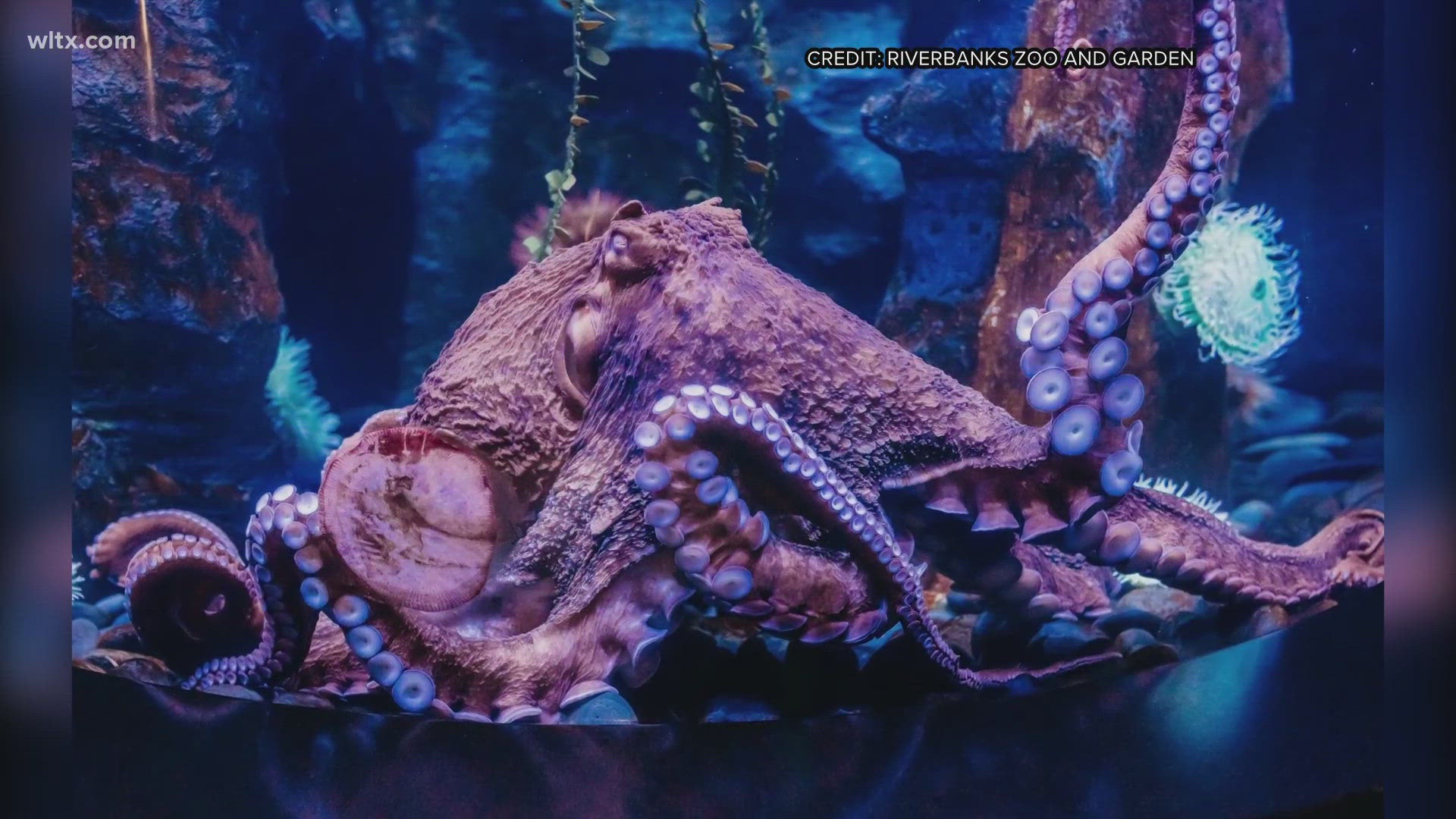 Giant Pacific Octopus at Riverbanks Zoo dies | wltx.com