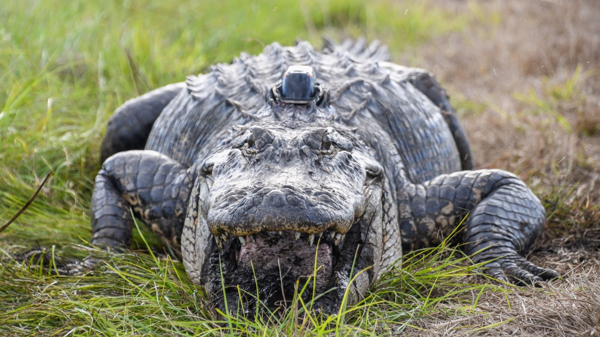 Officials tag South Carolina alligators to learn about movement | wltx.com