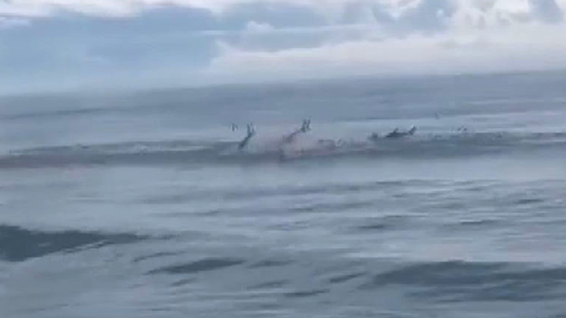 Sharks seen jumping out of water, feeding on fish at Myrtle Beach ...