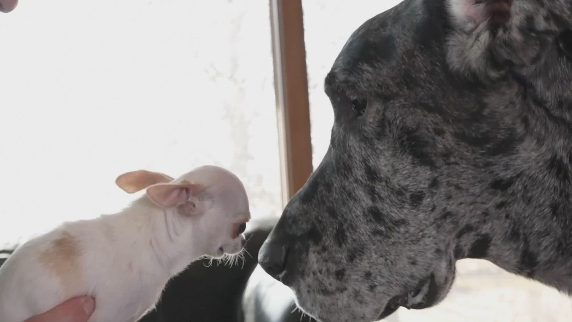 Guinness’ tallest and smallest dogs meet for adorable playdate | wltx.com