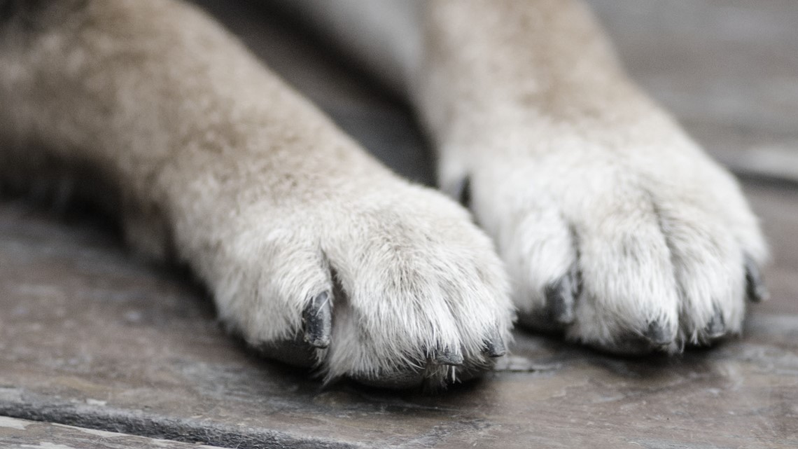 Herbert Linwood Butler facing animal cruelty charges in Sumter | wltx.com