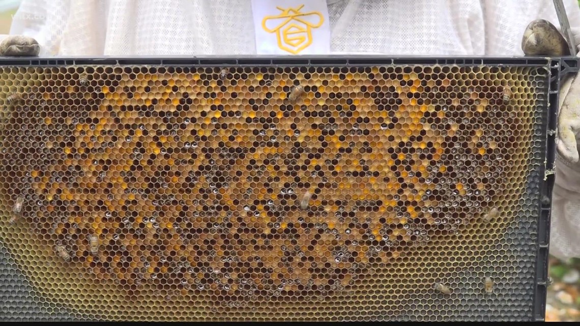 Warm weather, high pollen count, and what it means for our bees | wltx.com