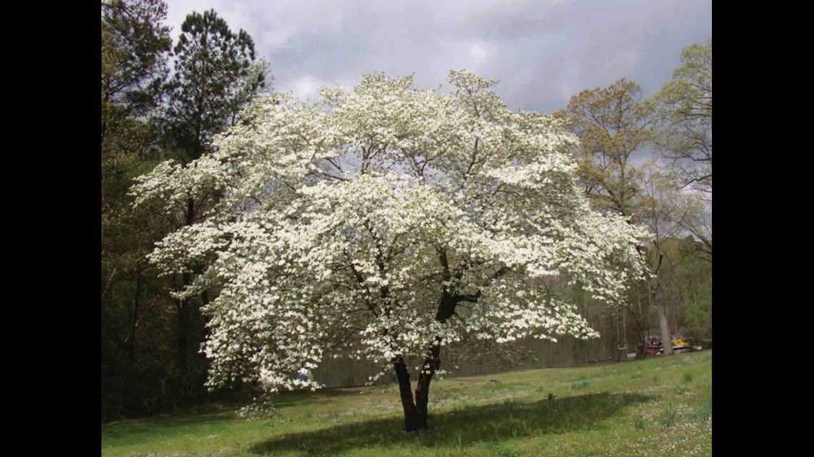 The Legend of the Dogwood Tree | wltx.com