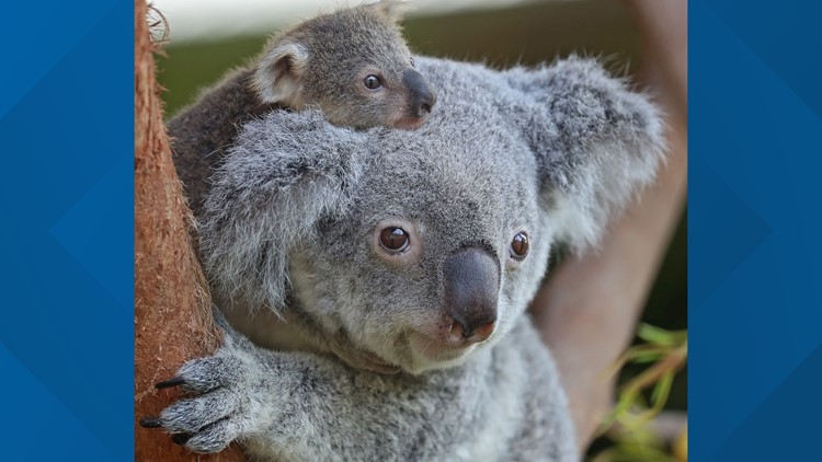 Beloved koala at SC zoo, one of the world's oldest, passes away | wltx.com